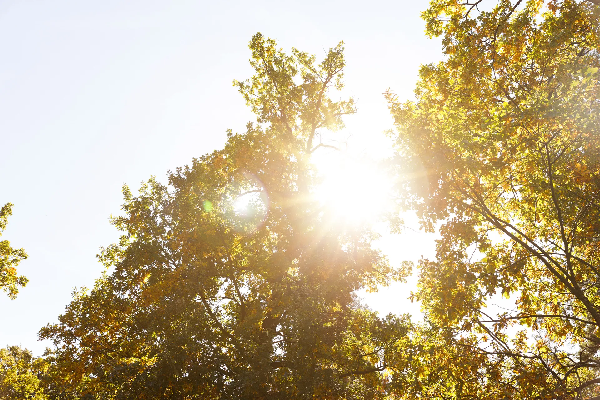The Unseen Impact of Summer Heat on Our Trees - Hufnagel Tree Service