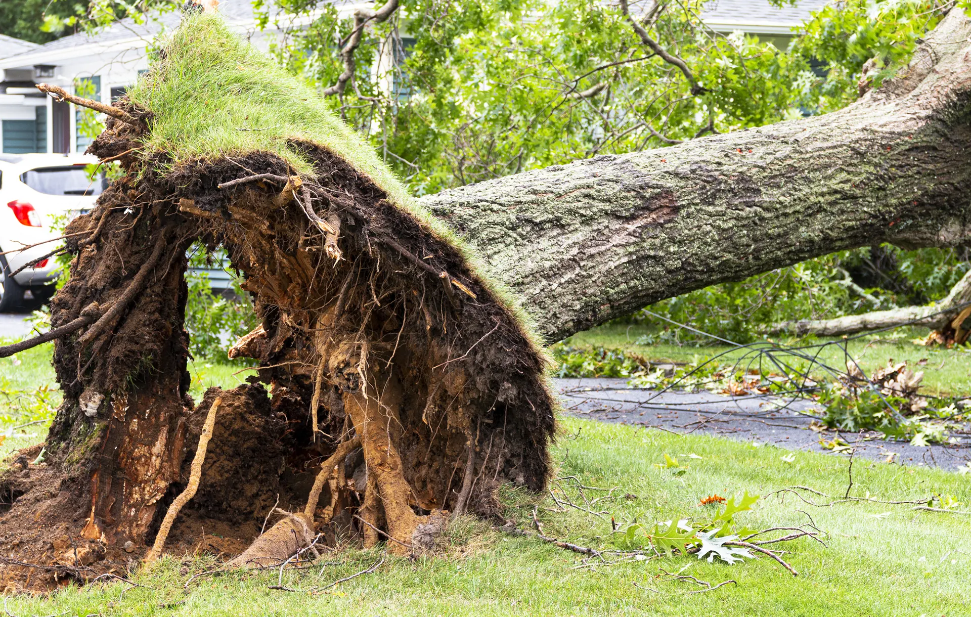When a Tree Falls: A Tale of Destruction and the Importance of ...