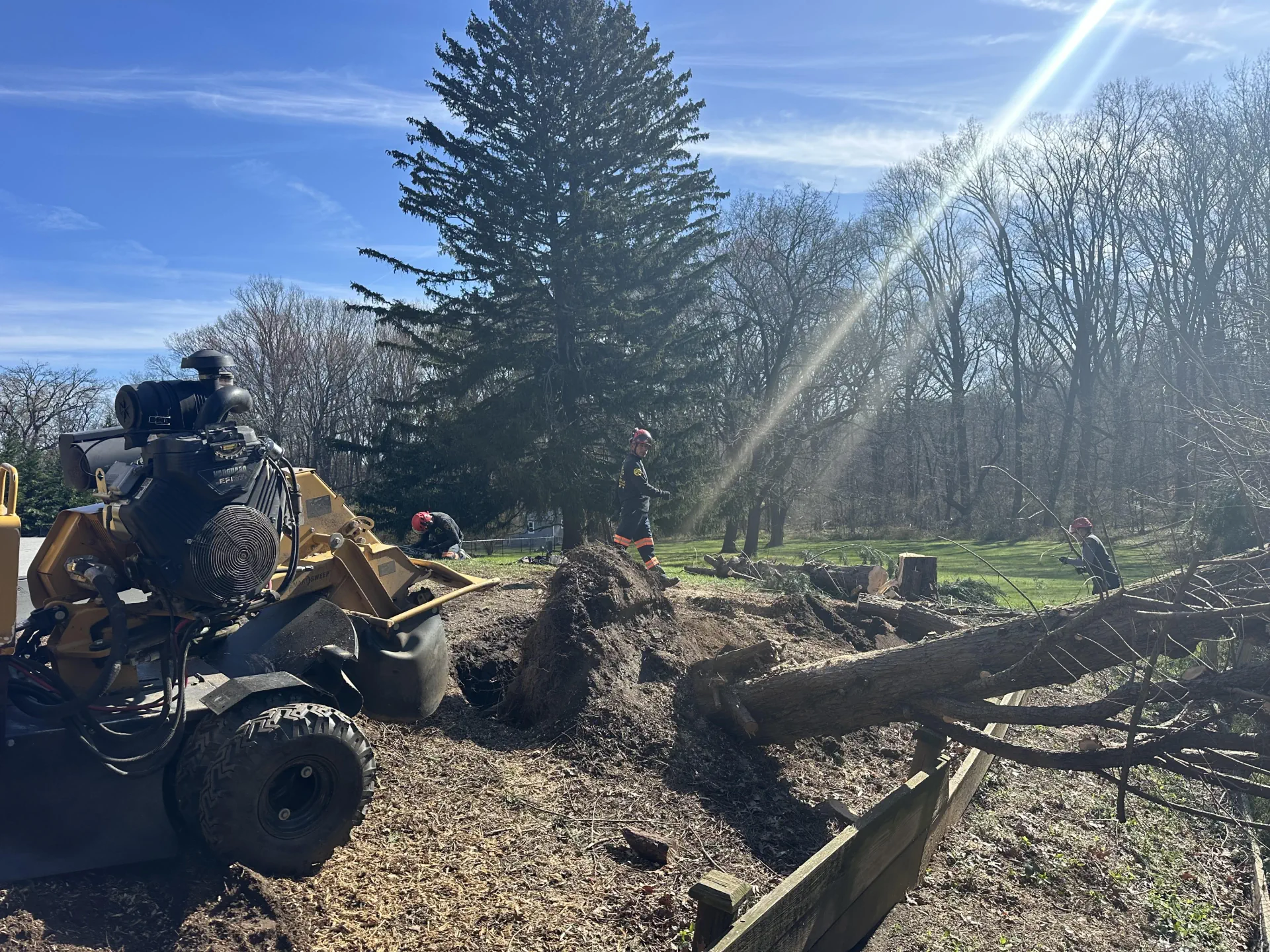 How To Mitigate Risk Posed By Unhealthy Trees - Hufnagel Tree Service